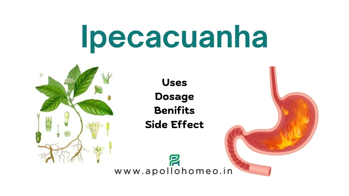 Ipecacuanha Homeopathy: Uses, Benefits, and Dosage Guide