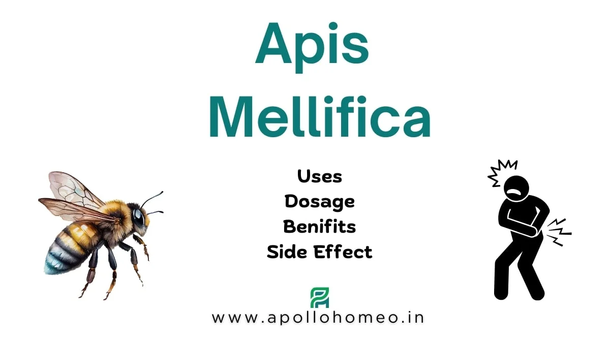 Apis Mellifica Homeopathy: Benefits, Dosage, and Uses